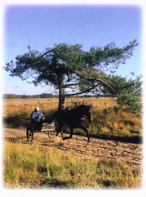 Archief van de Ned. Draf- en Rensport