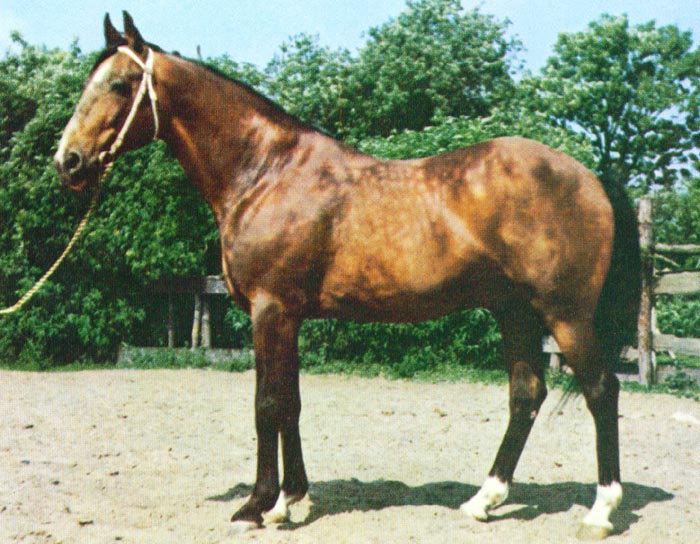 Archief van de Ned. Draf- en Rensport