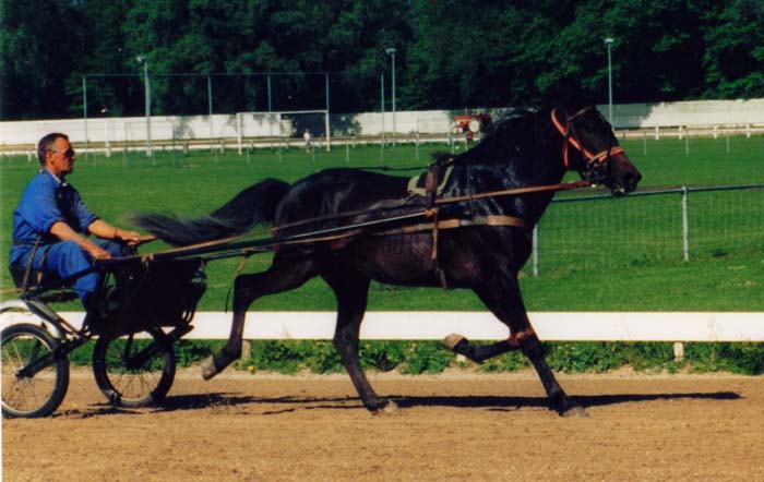 Archief van de Ned. Draf- en Rensport